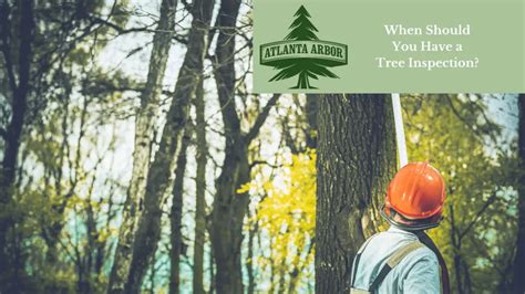 Annual Tree Inspection When To How To Why And Cost Atlanta Arbor