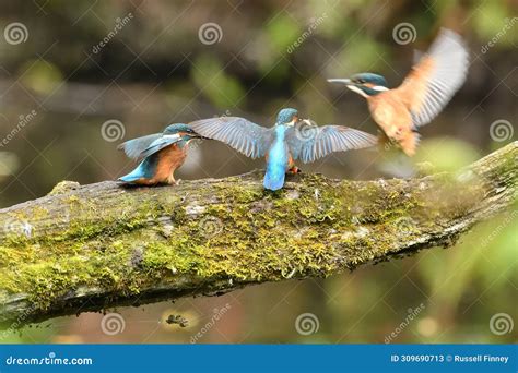 Kingfisher Scientific Name Alcedinidae Stock Image Image Of Green