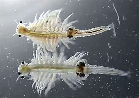 Sea Monkey Facts What Are Sea Monkeys Live Science