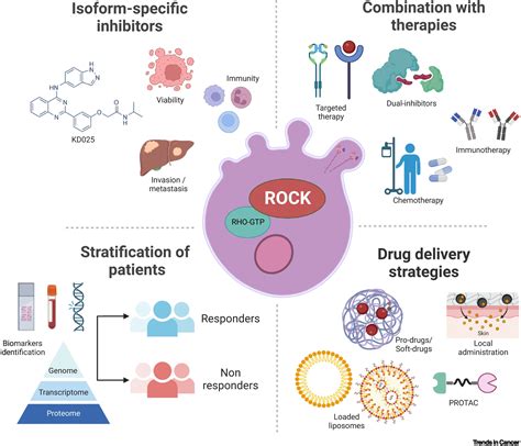 Preclinical To Clinical Utility Of Rock Inhibitors In Cancer Trends In