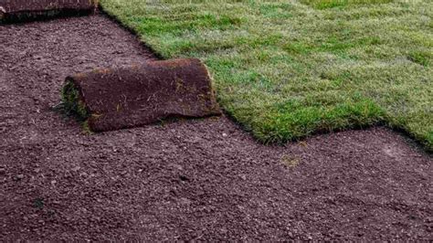 How To Grow And Care For Bermuda Grass All You Need To Know 23