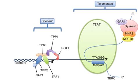 Telomeres The Guardians Of The Genome