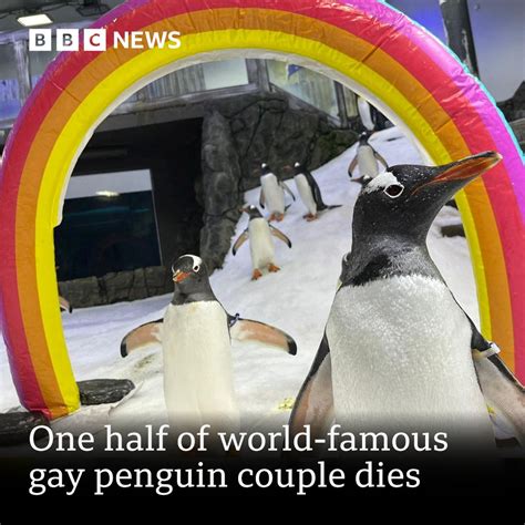 Sphen The Penguin One Half Of A World Famous Same Sex Power Couple