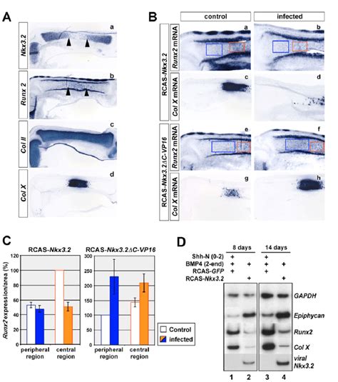Nkx32 Represses Runx2 Expression A Nkx32 And Runx2 Are Expressed
