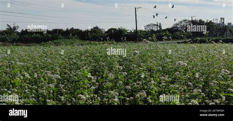 The Sunny View Of Beautiful Buckwheat Flowers Dayuan Taoyuan Taiwan