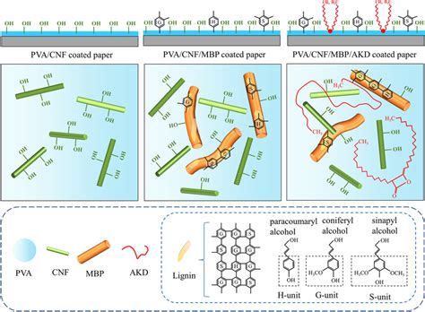 Schematic Of Hydrophobic And Oleophobic Based On Pva Cnf Coated Paper Download Scientific Diagram