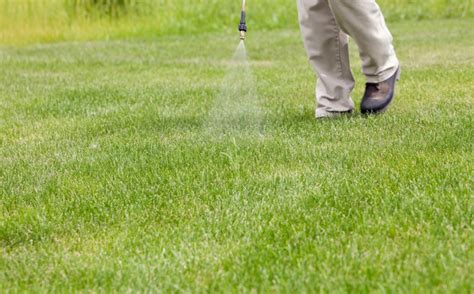 Ultimate Bermuda Grass Care Guide Home And Gardens