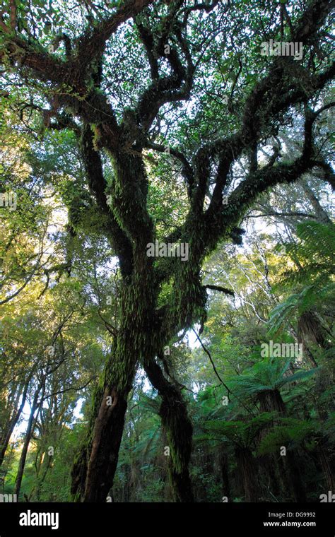 Ent Tree Hi Res Stock Photography And Images Alamy