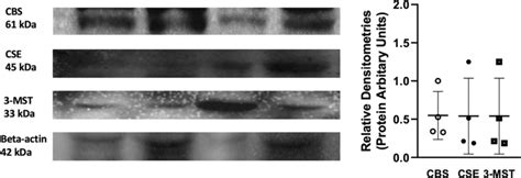 The Existence Of Cbs Cse And Mst In Mouse Bladder Tissues