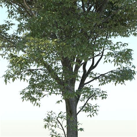 3d Tree Architectural Visualization Turbosquid 1189793