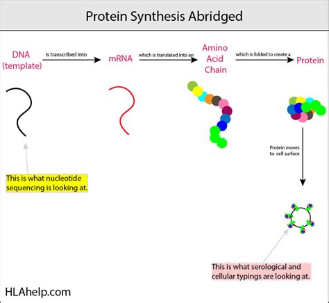 History Of Hla Nomenclature The 1980s Hla Help