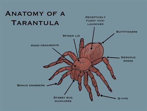 Diagrama De Anatomia Da Tarantula Volumetric Mesoscopic