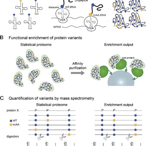 Overview Of The Miro Method A Mistranslation With Non Canonical Amino