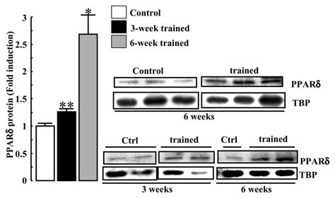 Exercise Upregulates Pparδ Protein Expression In Plantaris Muscle Of