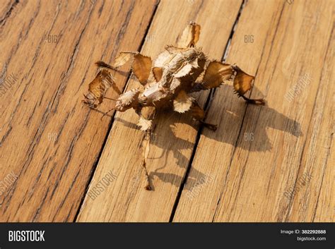 Juvenile Female Image And Photo Free Trial Bigstock