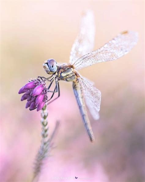 Experience The Beauty Of Macro Photography Through 30 Inspirational Photos