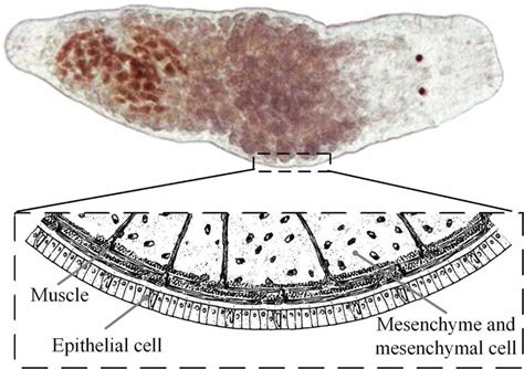 Microscopic Image Of A Flatworm And Schematic Diagram Of The Structure
