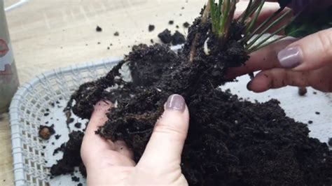 Пересадка кімнатних рослин взимку тривожні дзвіночки які вказують на таку необхідність