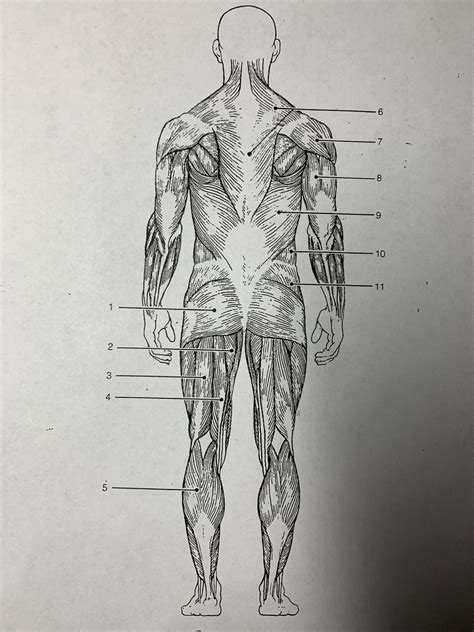 Anatomy Muscle Diagram Posterior Diagram Quizlet Anatomy Muscle Diagram Posterior Diagram Quizlet