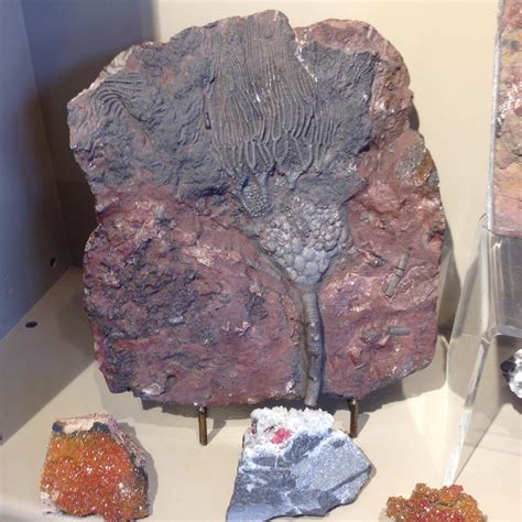 One Of Incredible Crinoid Fossils These Ancient