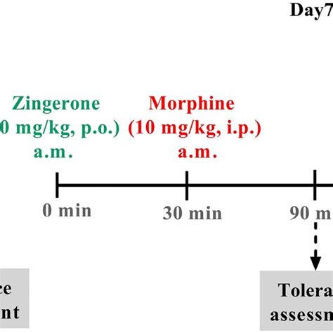Schematic Timeline Of The Study Shows The Effects Of A Single And B