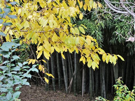 Diospyrus Virginiana The Divine Fruit Jccwilliamsburg Master