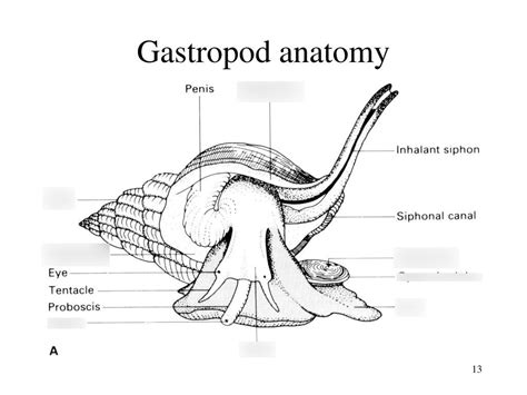 Lab Practical 1 Gastropoda Diagram Quizlet