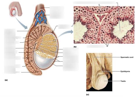 Testes Diagram Quizlet
