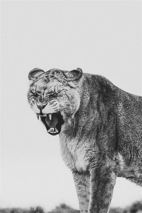 Communicating With An Avoidant Dos And Donts By Tayla Cameron Medium