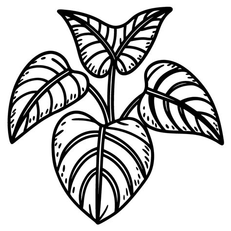 Heart Shaped Philodendron Leaves Drawing Botanical Sketch With