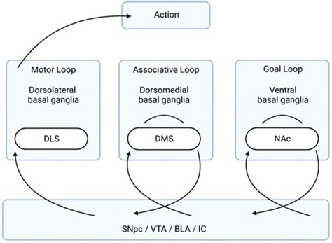 Organization Of The Basal Ganglia Loops Involved In Goal Directed Download Scientific Diagram