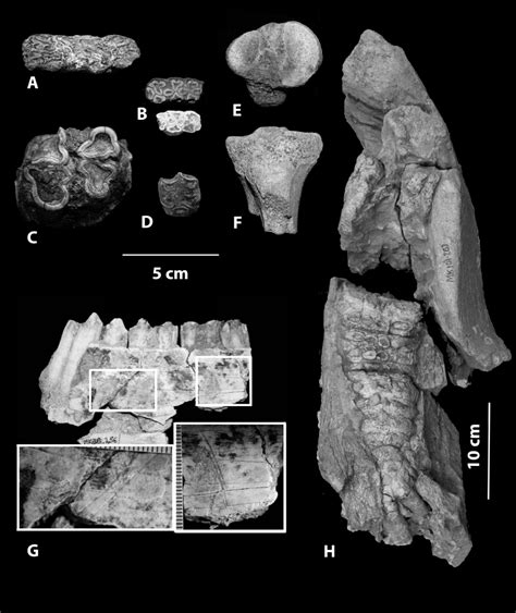Fossil Specimens Recovered From The Makuyuni Localities During The Download Scientific Diagram