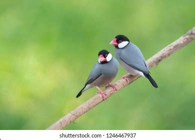 1 796 Java Sparrow Images Stock Photos Vectors Shutterstock