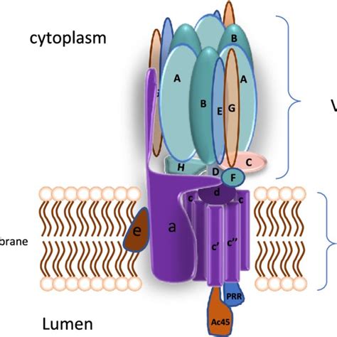 Structure Of V Atpases V Atpase Is Composed Of Multiple Core Subunits Download Scientific