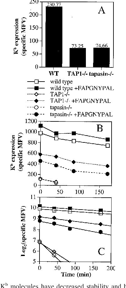 Figure 1 From Tapasin− − And Tap1− − Macrophages Are Deficient In Vacuolar Alternate Class I Mhc