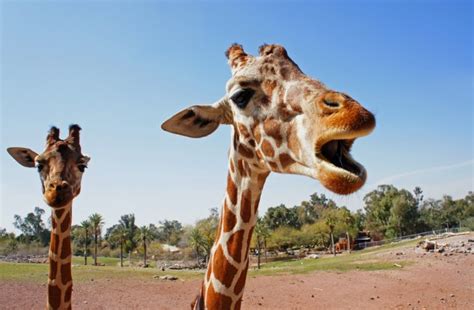 Giraffes Hum To Each Other At Night Researchers Have Discovered