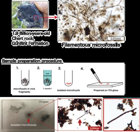 Figure 1 Image Eurekalert Science News Releases