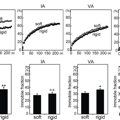 Expression Levels And Subcellular Localization Of Vinculin Mutants A