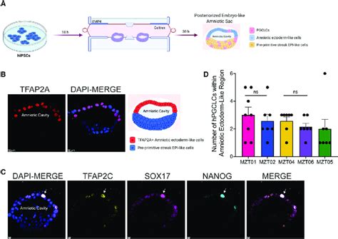 Induction Of Hpgclcs In An Embryo Model Of The Amniotic Sac A Diagram Download Scientific