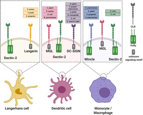 C Type Lectin Receptors In Host Defense Against Bacterial Pathogens Pmc