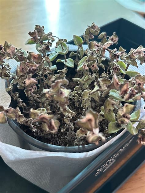 다육식물 루페스트리 살릴 수 있을까요 ㅜ 지식in