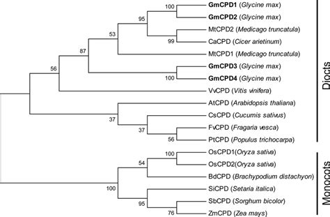 Phylogenetic Tree Of Cpd Proteins By Neighbor Joining Method Using Mega Download Scientific