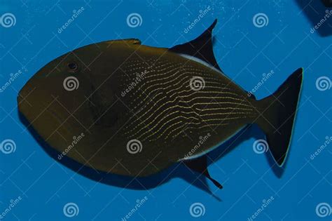 Hawaiian Black Triggerfish Stock Image Image Of Brown 98754849