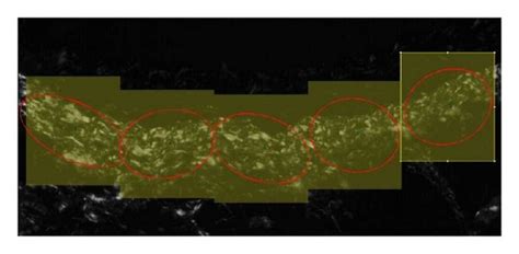 Quantitative Analyses Of Collagen Fibers Orientation And Waviness Download Scientific Diagram