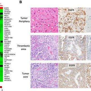 A Comparative Expression Analysis Using RNA Sequencing The Top Download Scientific Diagram