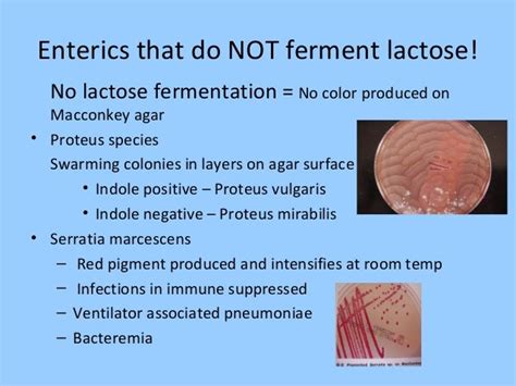 Bacteriology