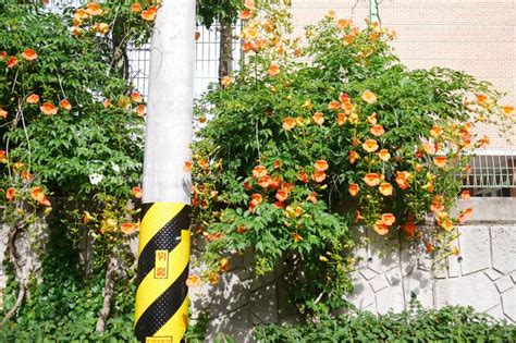 여름꽃 능소화 키우기 꽃말 개화시기 명소 네이버 블로그