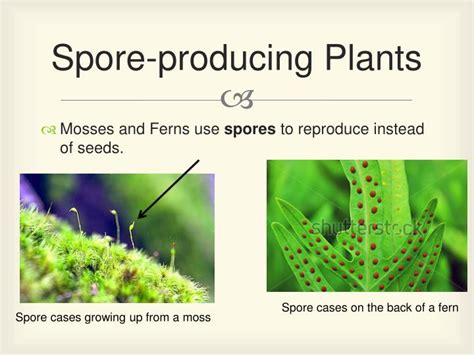 Ppt Non Flowering Plants Powerpoint Presentation Id2363405