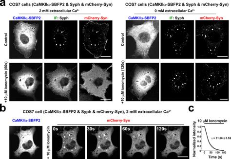 Cooperative Function Of Synaptophysin And Synapsin In The Generation Of Synaptic Vesicle Like