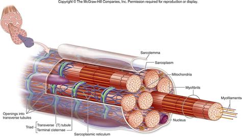 Muscle Fiber Structure Myofilaments Myofibrils And More Anatomy